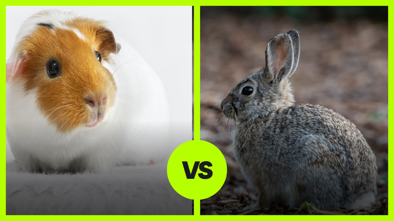 Do Guinea Pigs Get Along With Rabbits? (Can They Play Or Live Together ...