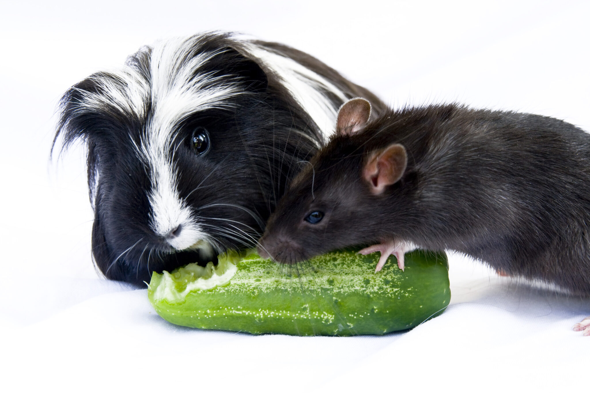Do Guinea Pigs Get Along With Rats? (Can They Live Or Play Together ...