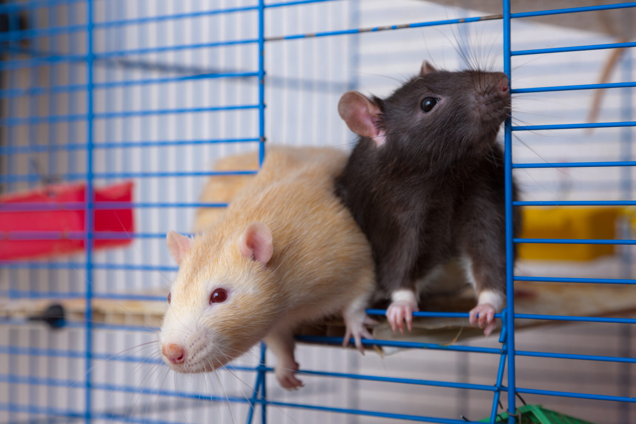 Do Guinea Pigs Get Along With Rats? (Can They Live Or Play Together ...